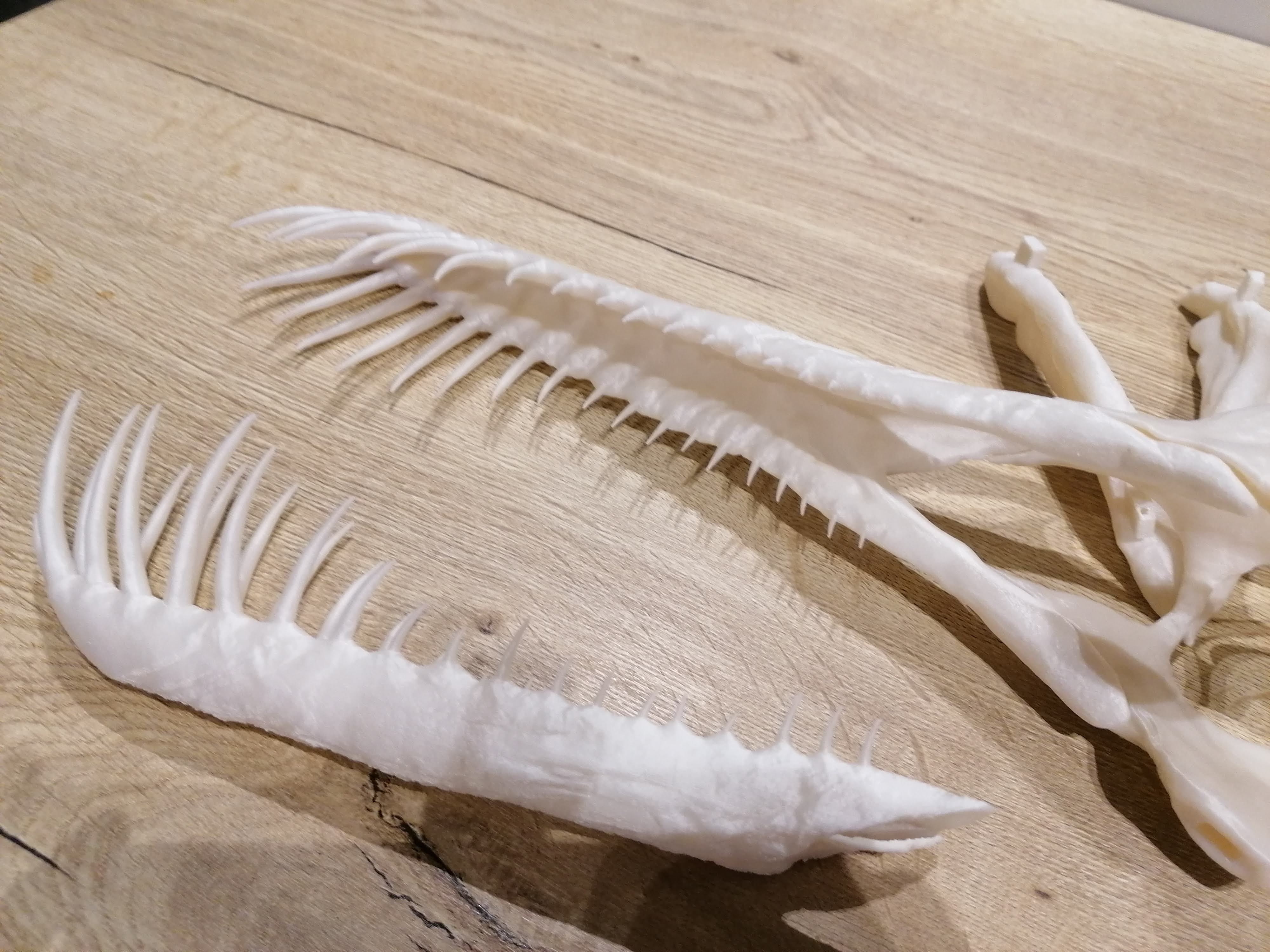 STL file Pterosaur skull - Boreopterus 💀・3D printable design to ...