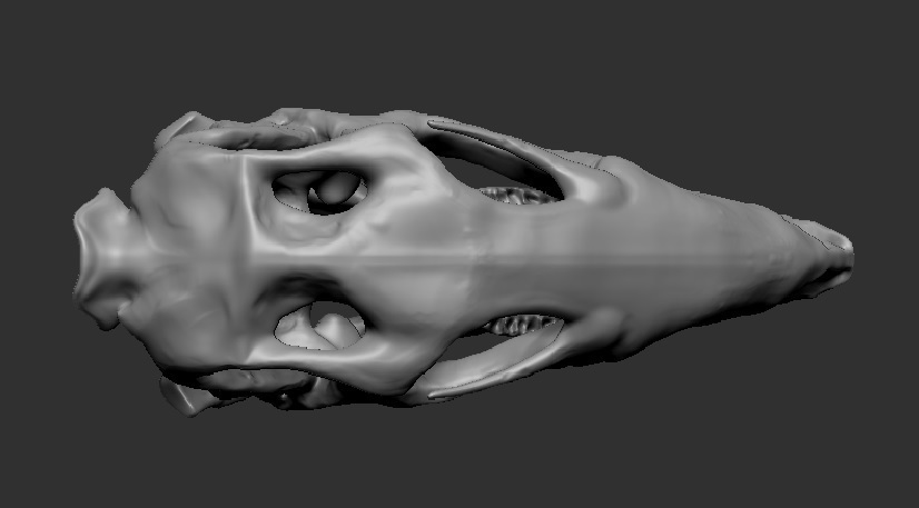 STL file Dryosaurus Altus - Dinosaur Skull・Model to download and 3D ...