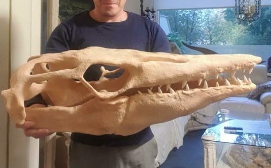 STL file Mosasaurus Skull 3D Print 💀・3D printing design to download・Cults