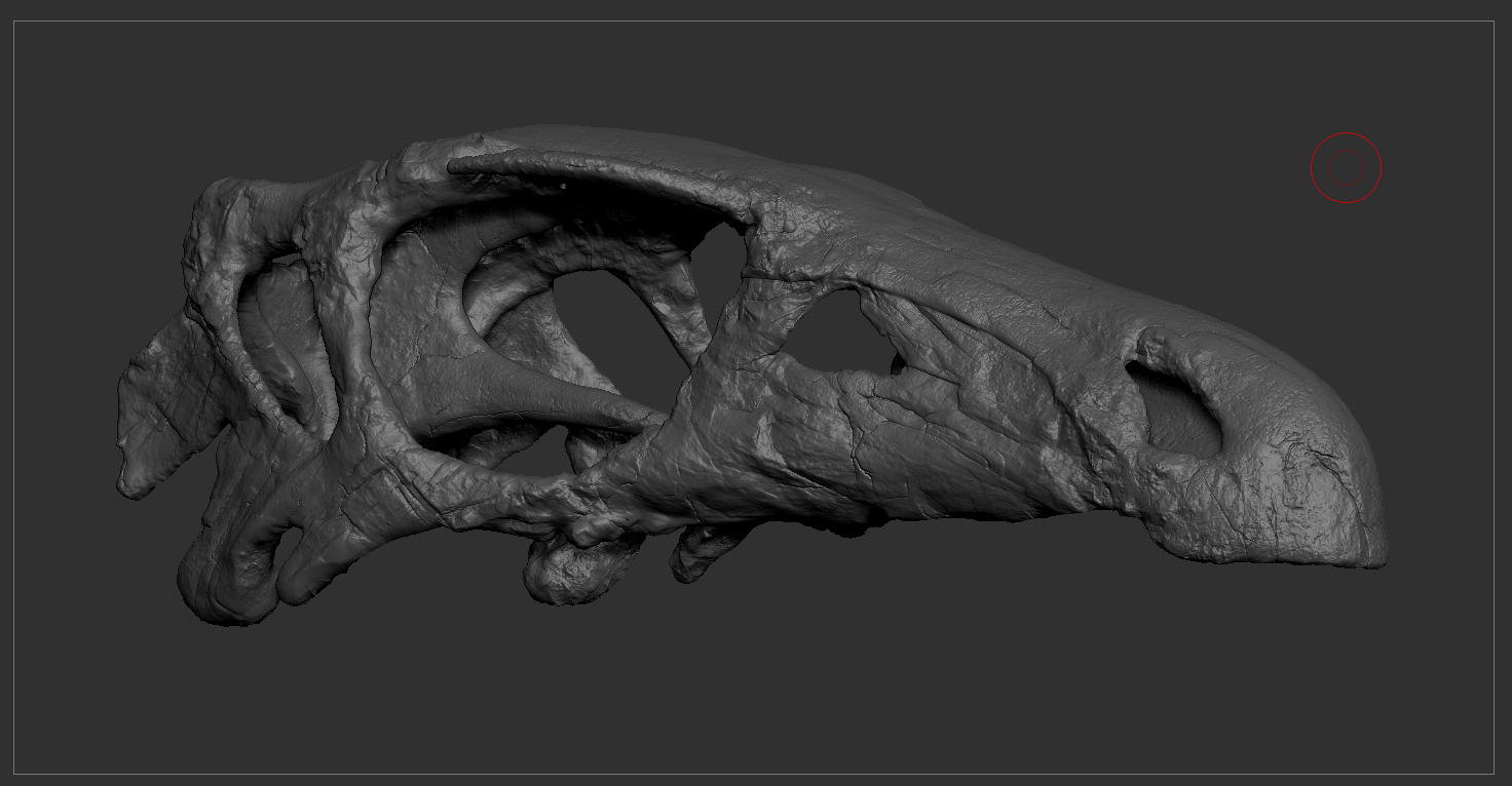 STL file Dinosaur Skull - Nanosaurus 🦖・Model to download and 3D print・Cults