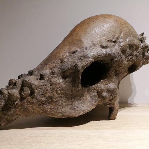 Download 3D printing designs Pachycephalosaurus Skull ・ Cults
