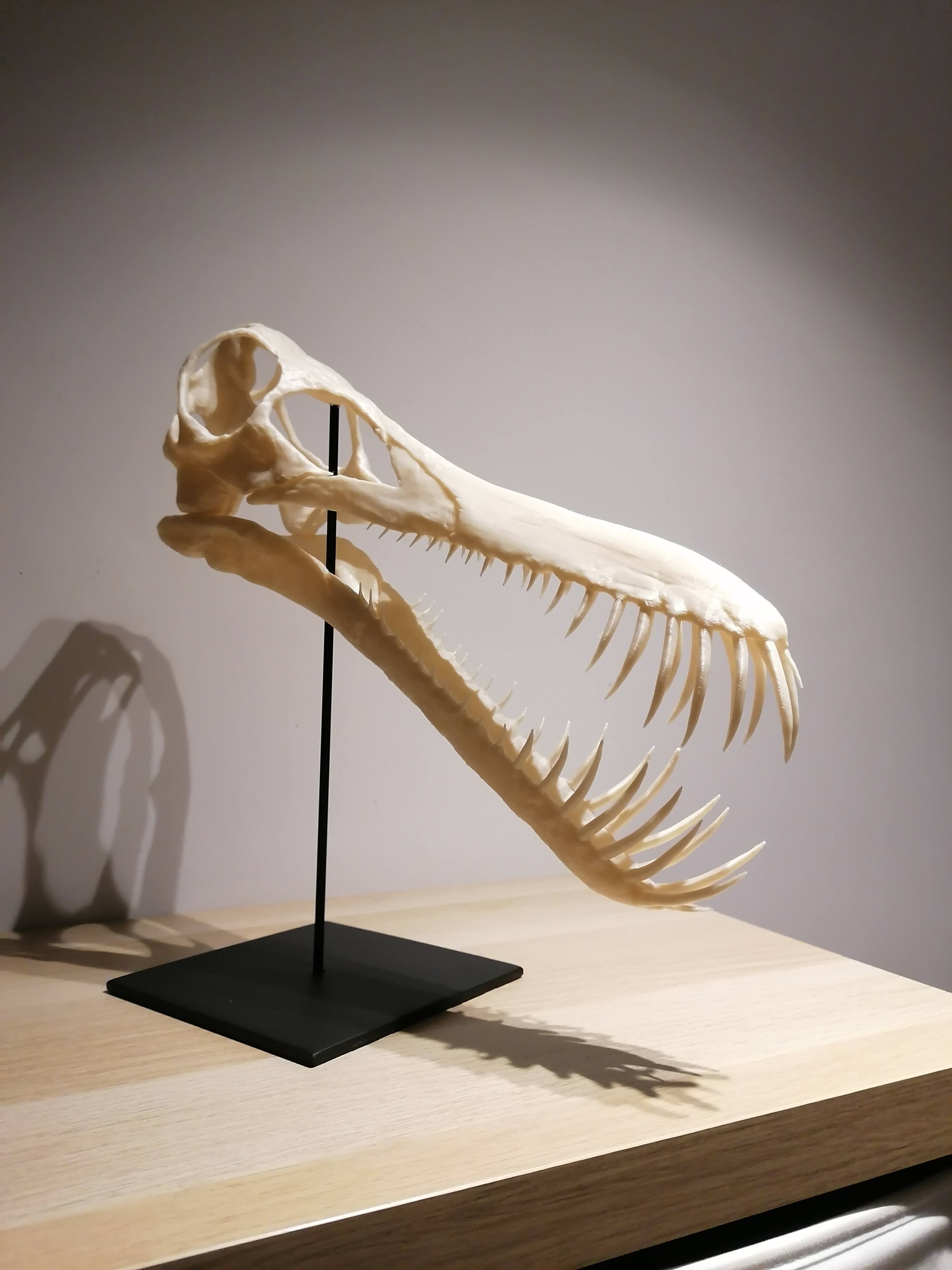 STL file Pterosaur skull - Boreopterus 💀・3D printable design to ...