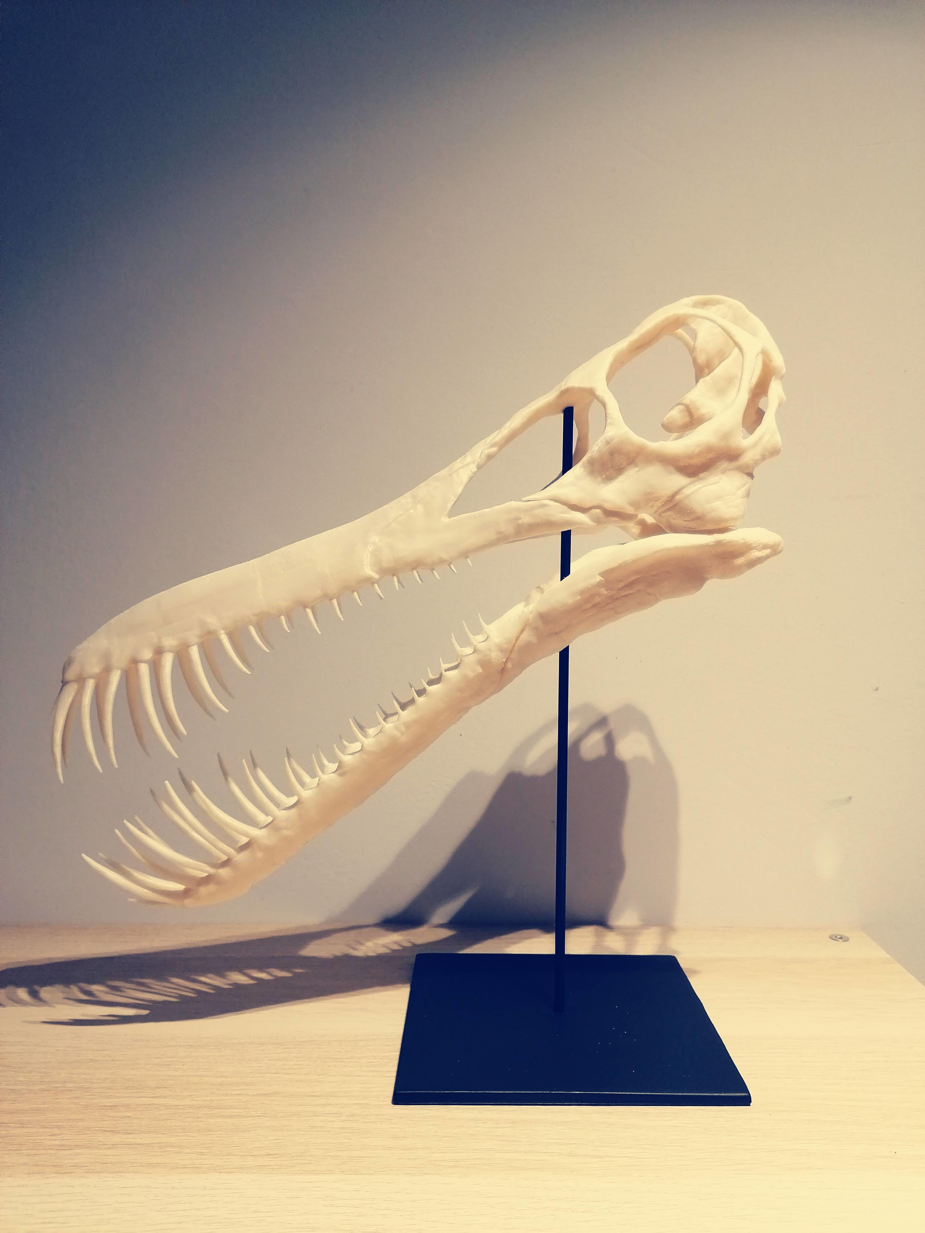 STL file Pterosaur skull - Boreopterus 💀・3D printable design to ...