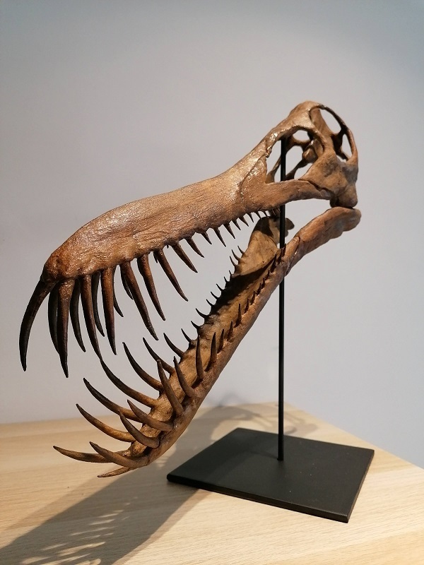 STL file Pterosaur skull - Boreopterus 💀・3D printable design to ...