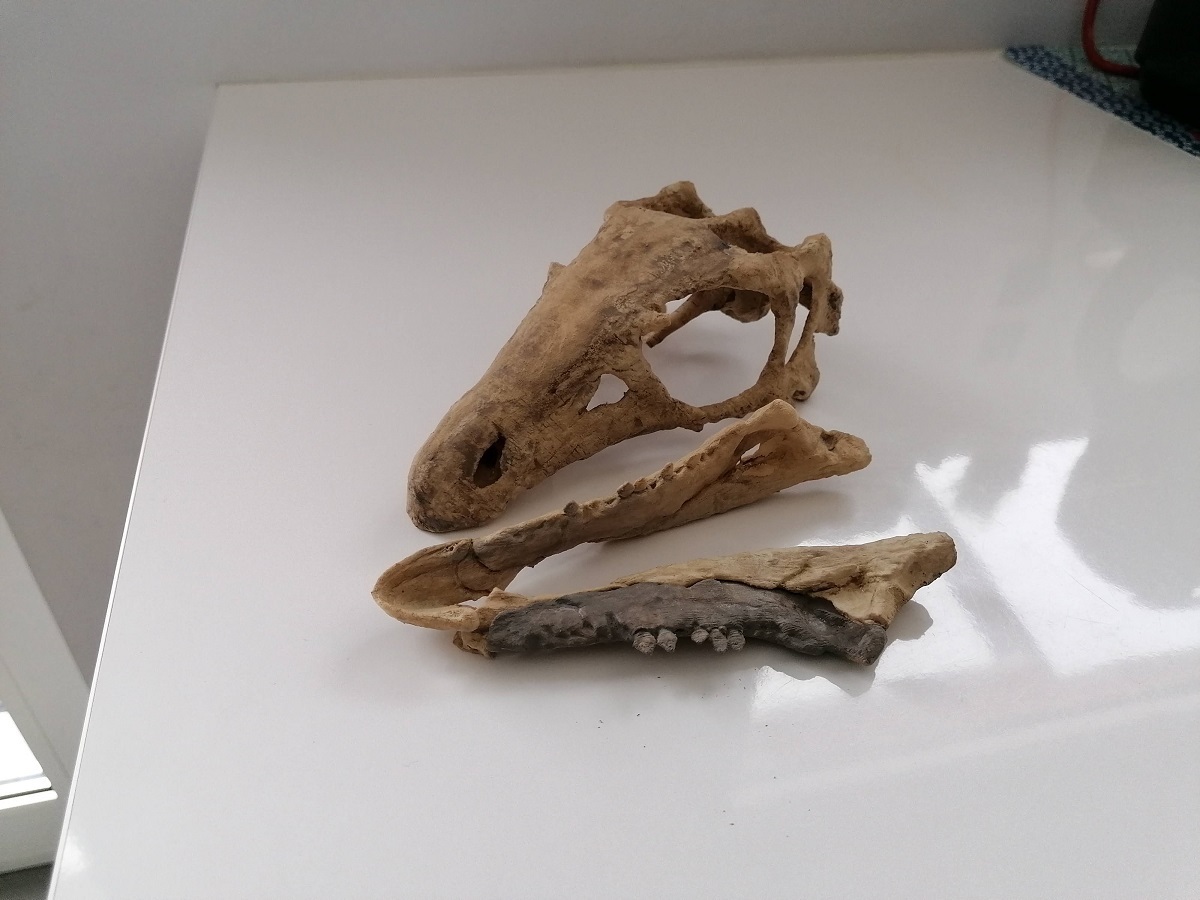 STL file Dinosaur Skull - Nanosaurus 🦖・Model to download and 3D print・Cults