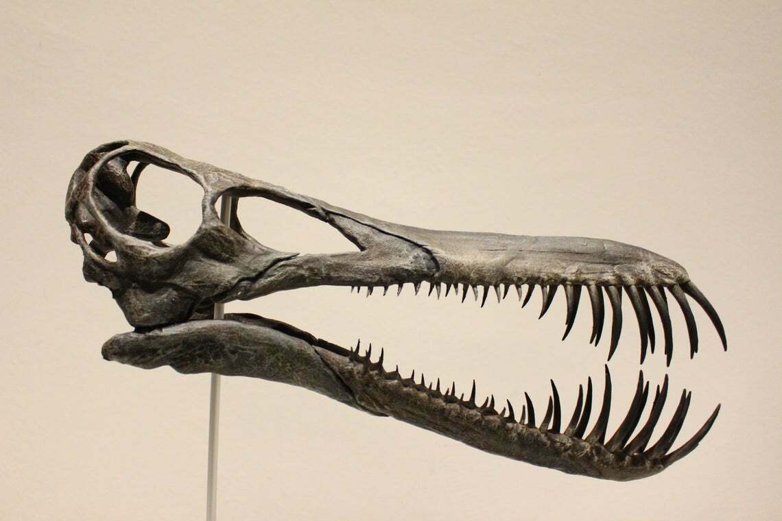 STL file Pterosaur skull - Boreopterus 💀・3D printable design to ...