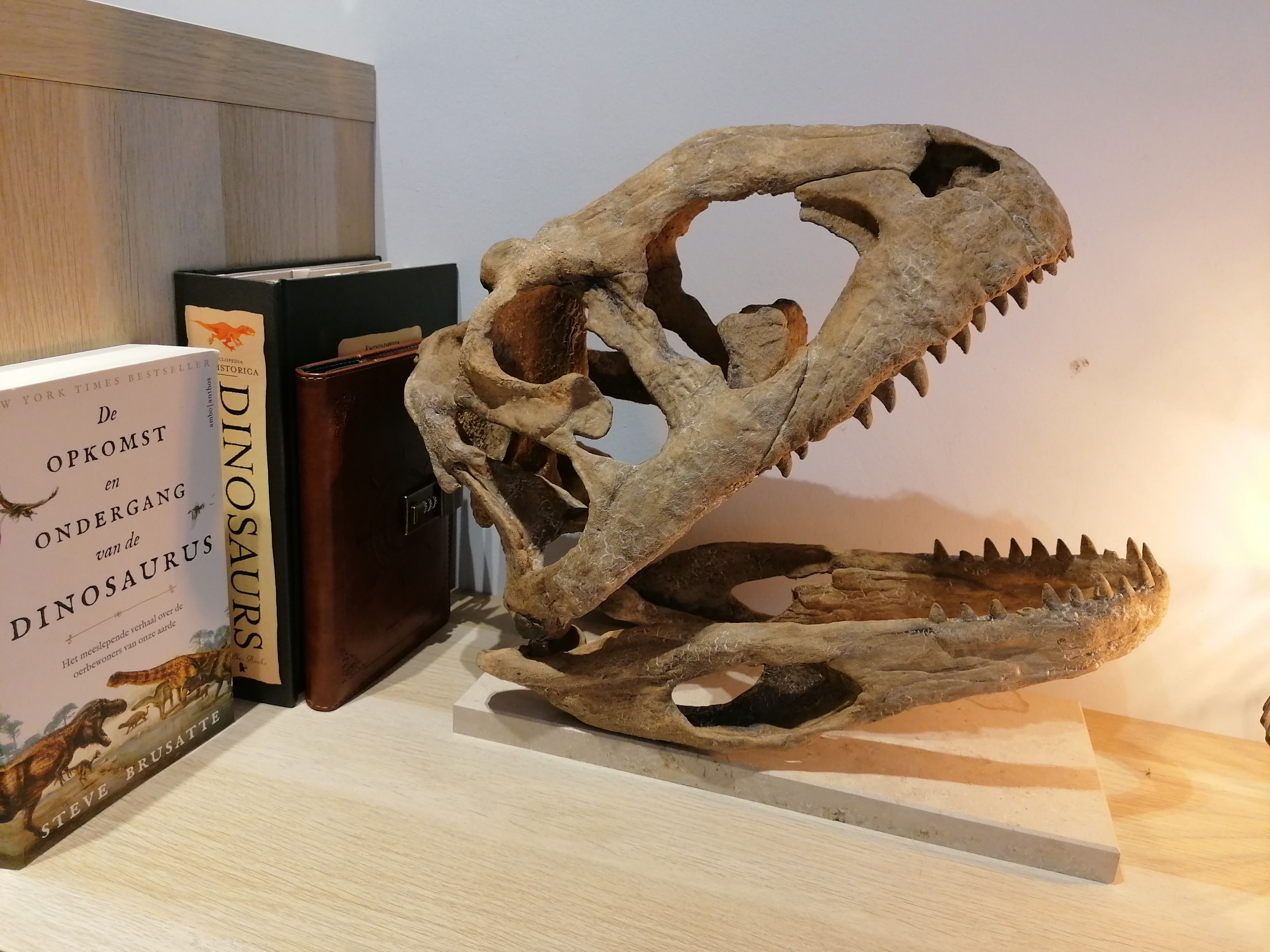 Majungasaurus Skull