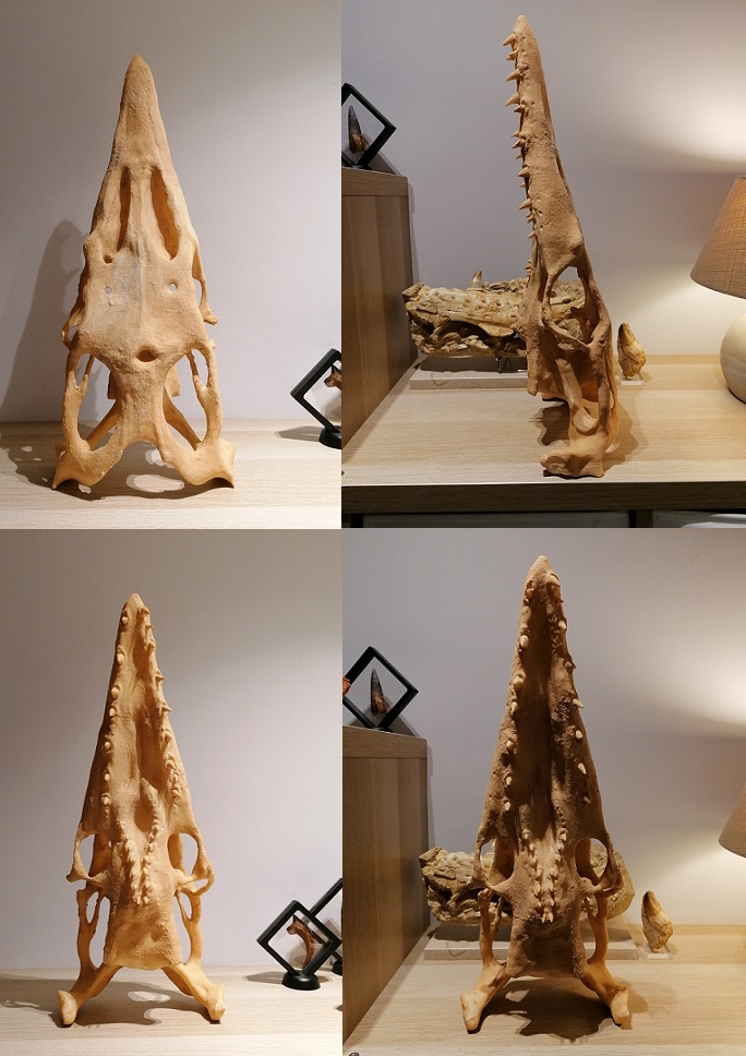 STL file Mosasaurus Skull 3D Print 💀・3D printing design to download・Cults