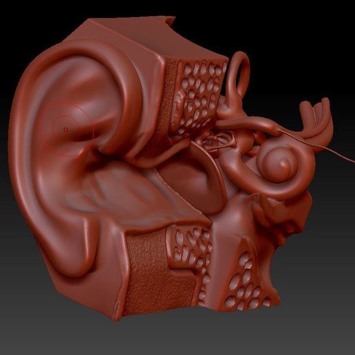 Download free STL file pinna, ear • 3D printing model ・ Cults